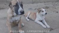 为什么现在狂犬病发病率越来越高? 以前农村人被咬了不打疫苗都没事?