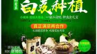 御贵草白芨功效强大 因此价值一直很高
