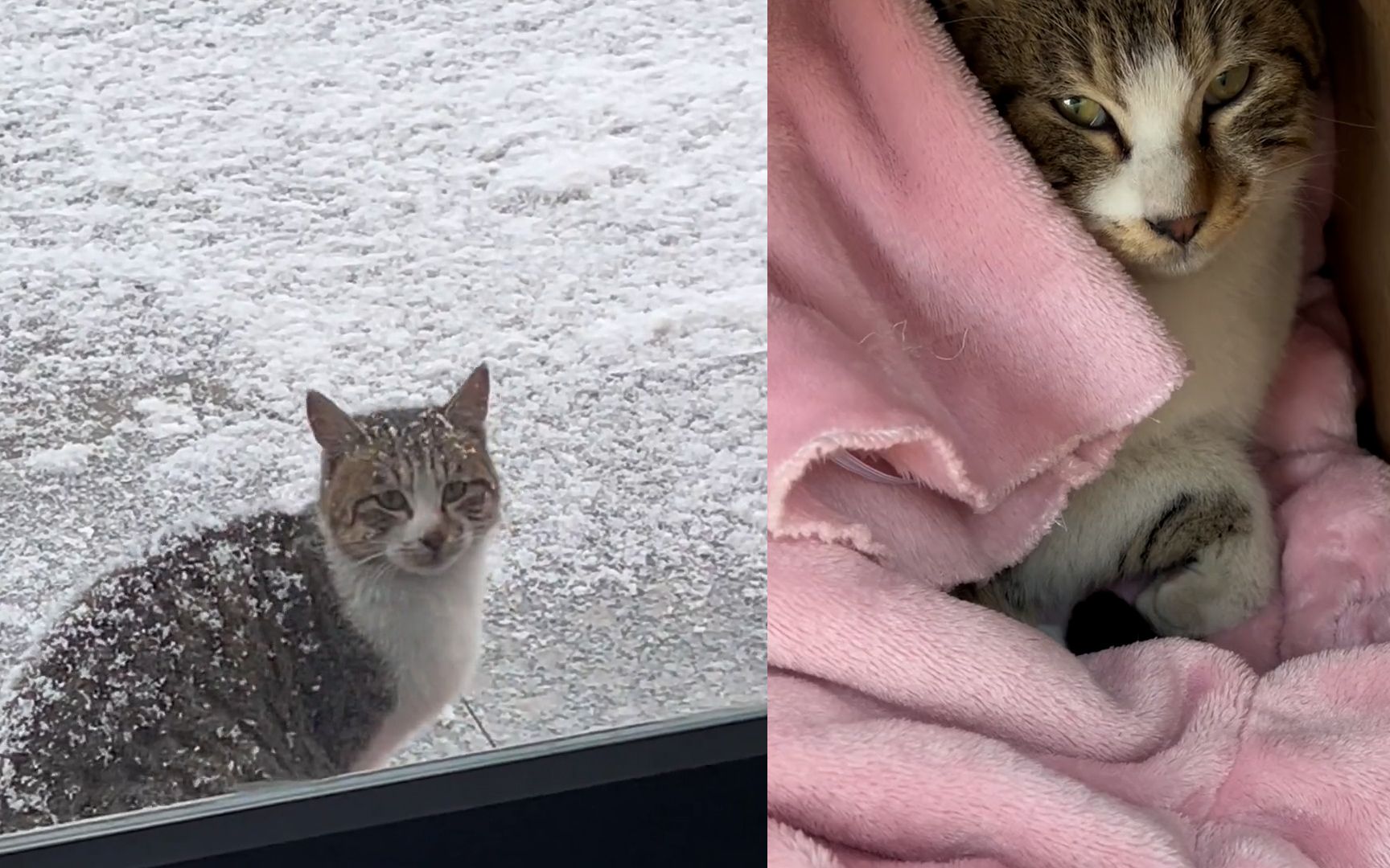 冬日里猫猫在雪地里无处躲藏,热心女子搭简易小窝取暖!