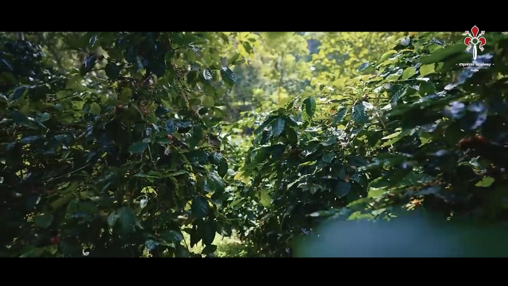 意大利咖啡学院教你怎么做奶咖,意式萃取很关键!