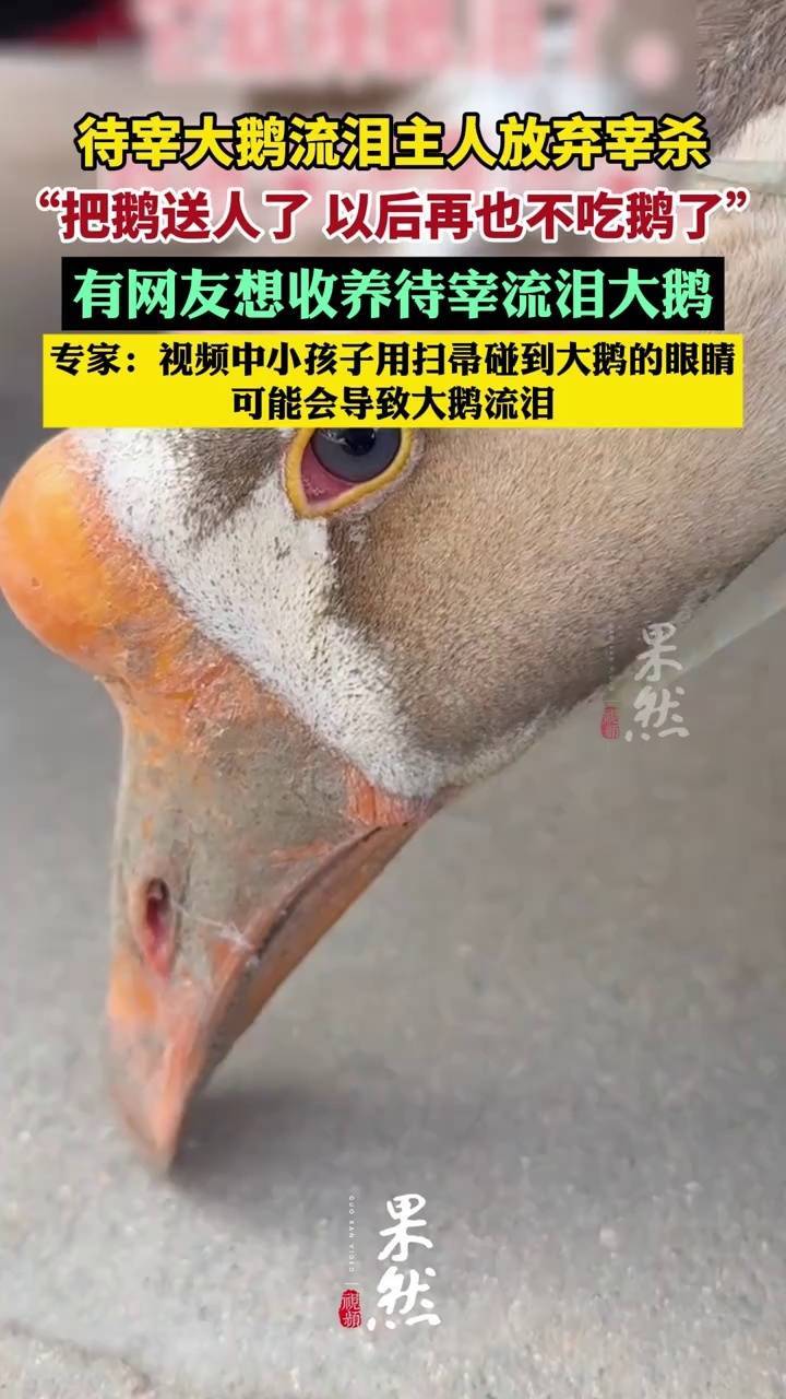 待宰大鹅流泪主人放弃宰杀,只好把鹅送人,鹅真会被"吓哭"吗?