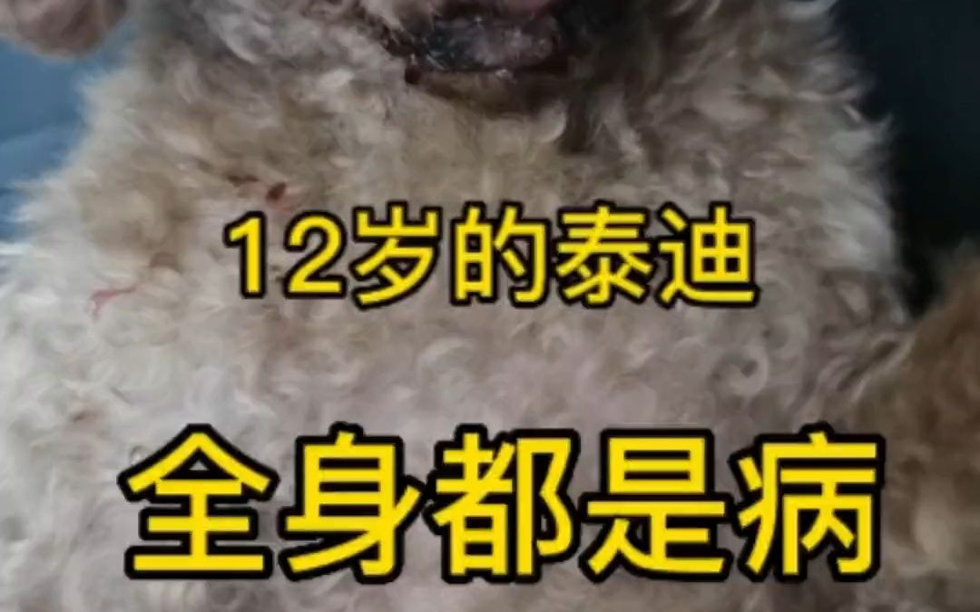 12岁的泰迪就诊,口腔肿块破溃流血,全口牙结石,牙龈萎缩,眼睛发白,...