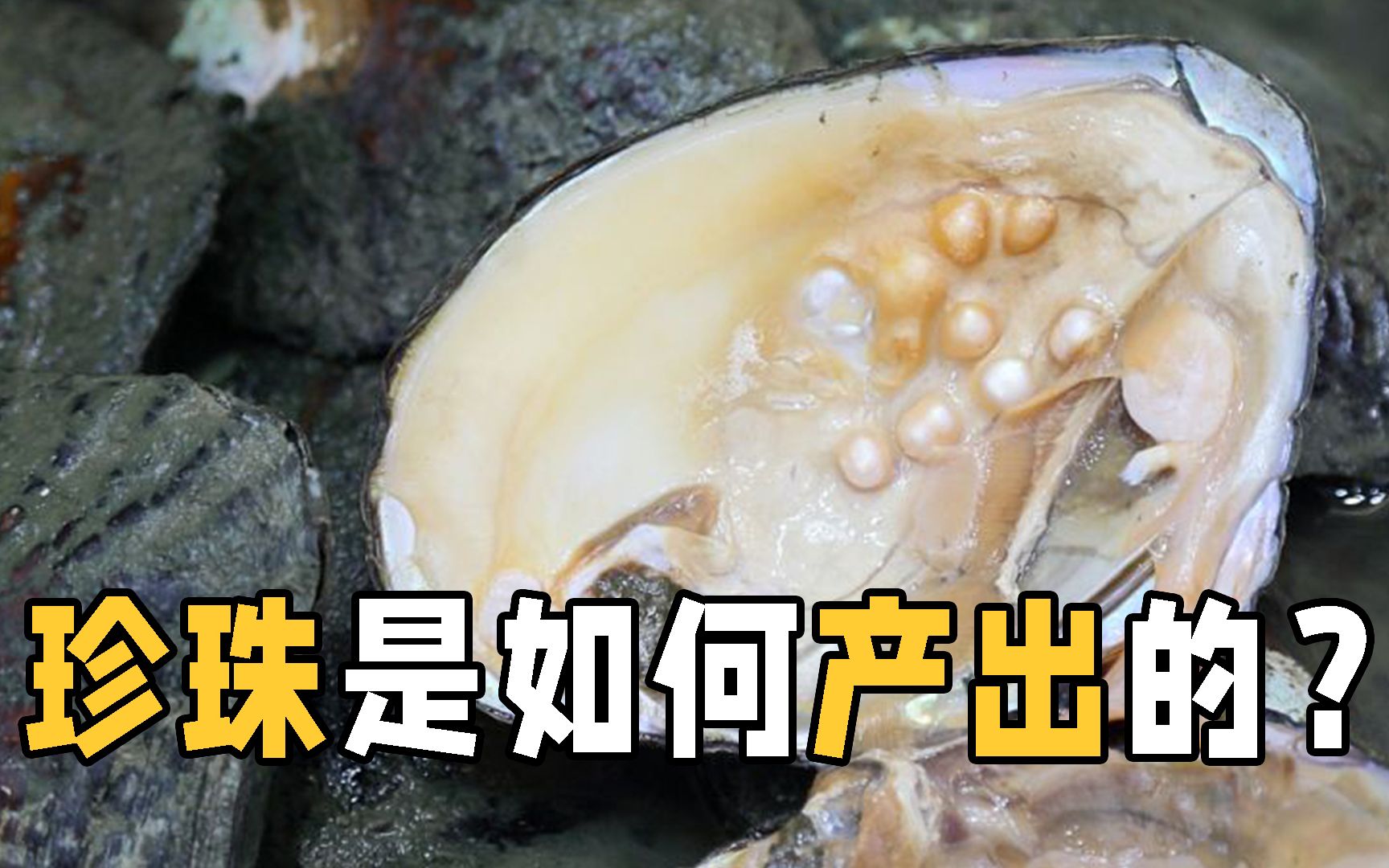 珍珠是怎样形成的?都是从蚌里产生的吗?答案和想象的不太一样