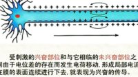 10微课 兴奋在神经纤维上的传导 侯伟