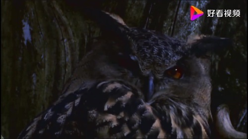 夜晚的神秘降临,皎洁月光照耀下的森林里隐藏着什么秘密呢