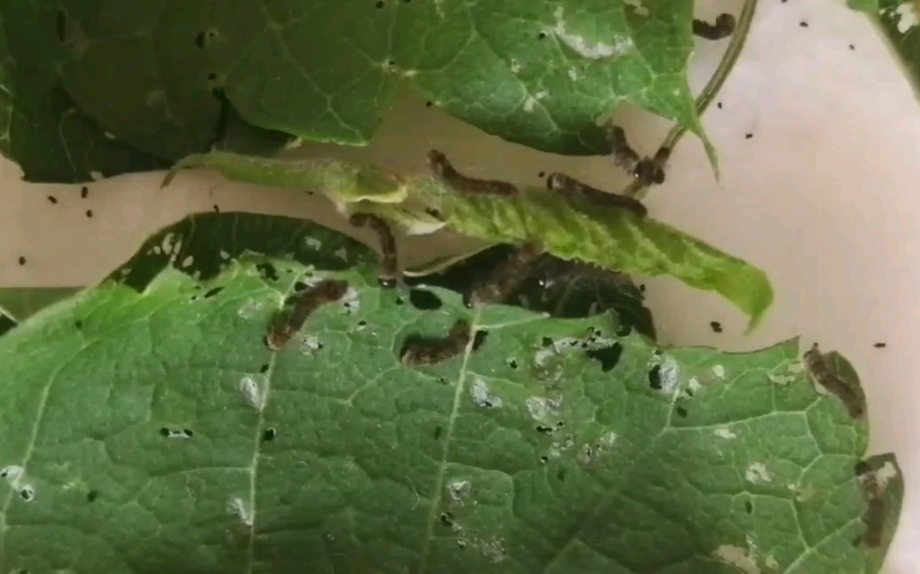 刚出生一天的蚕宝宝 干啥啥不行吃饭第一名!