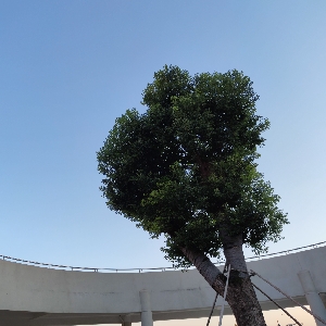 老何chem 