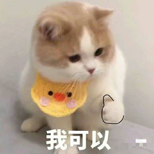 减肥路上的胖猫 