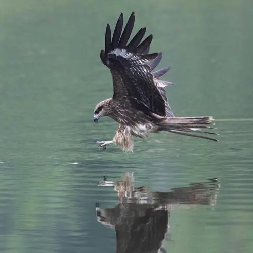 鹰隼__ 