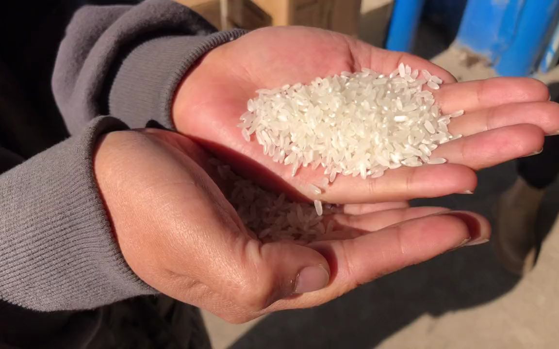 加工30000斤水稻,机械化加工,水稻变成米全过程