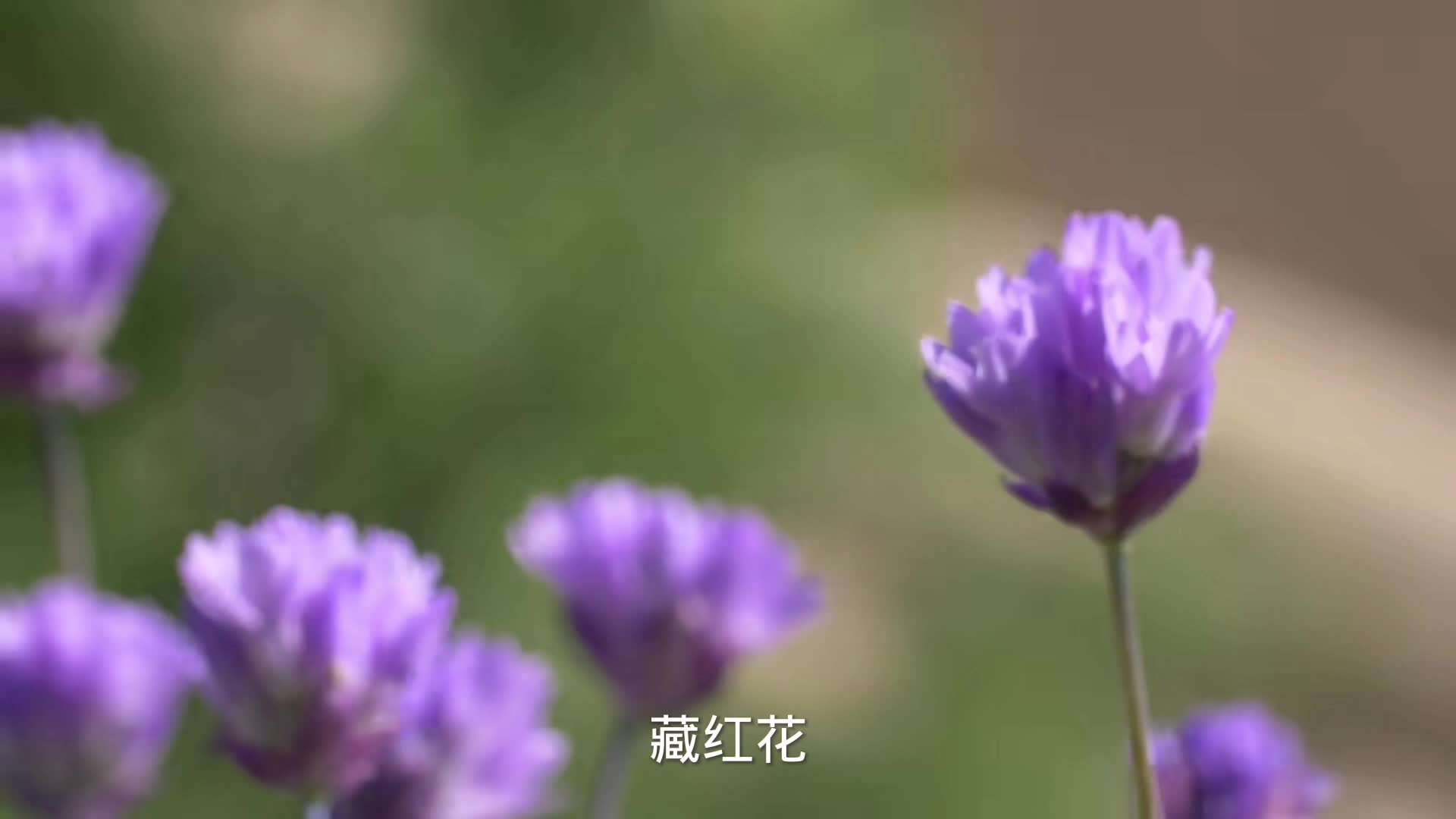 误区大揭露!藏红花泡水有6大害处,要当心了!