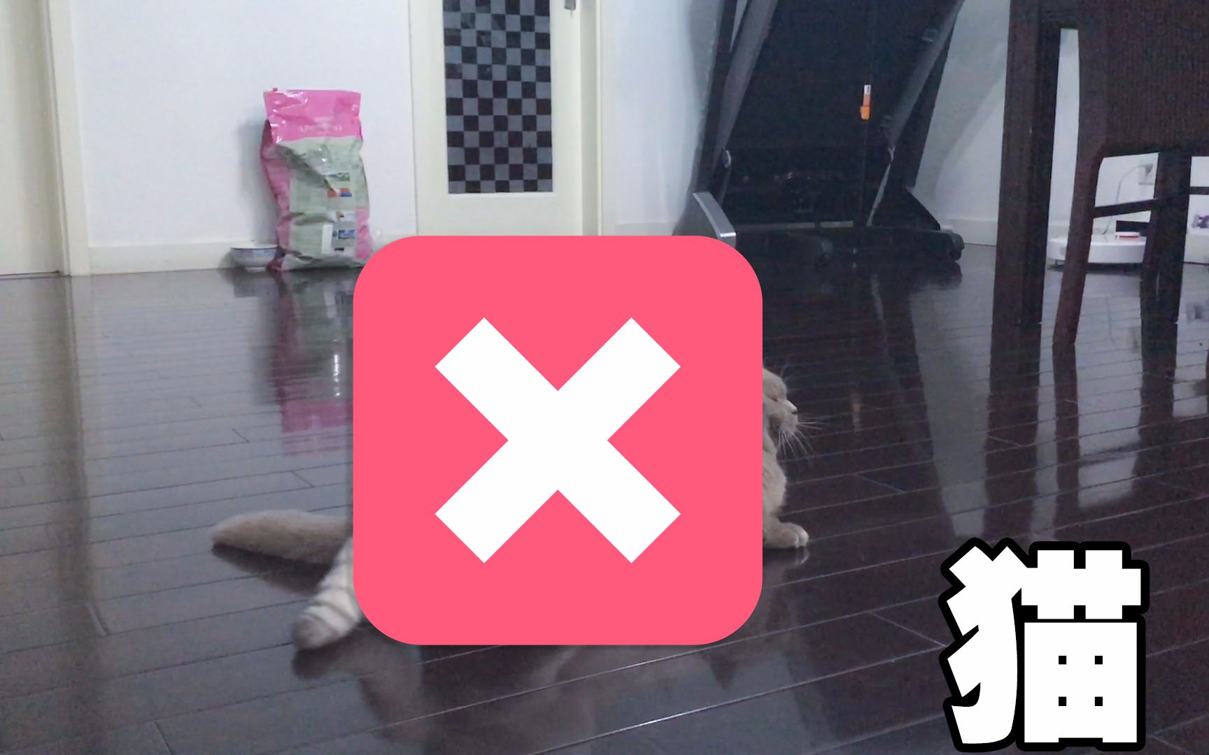 这是一部真正的“猫片”