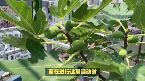 种植无花果树四大禁忌需要注意
