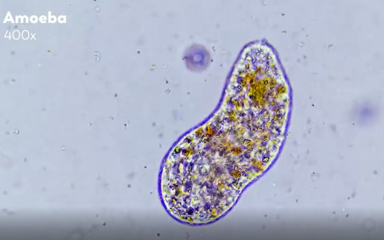 【最好的微生物学短片】微生物世界之旅