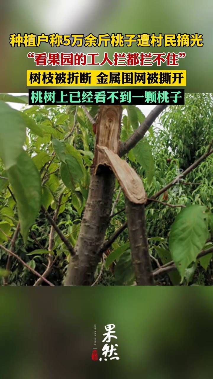 种植户称5万余斤桃子遭村民摘光(九派新闻、央广网)