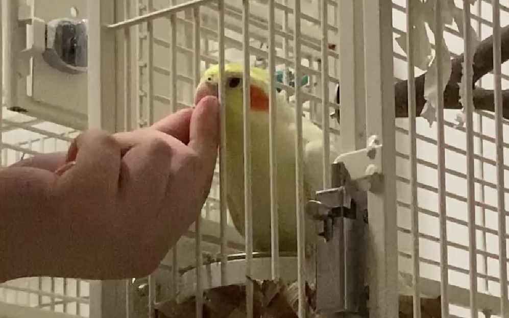 【玄凤鹦鹉】小鸟的日常训练 注射器口服药水
