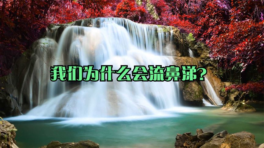 我们为什么会流鼻涕?