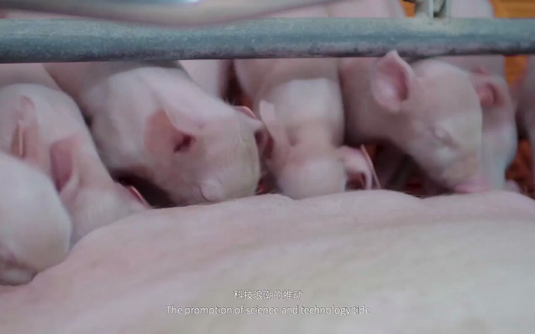 智慧养殖企业宣传片/畜牧行业宣传片