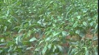 二荆条辣椒种植技术_线辣椒种植技术