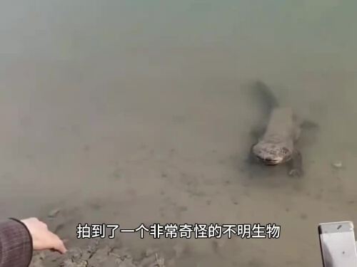 惊爆!村民野外水塘拍到神秘不明生物,现场画面令人毛骨悚然!