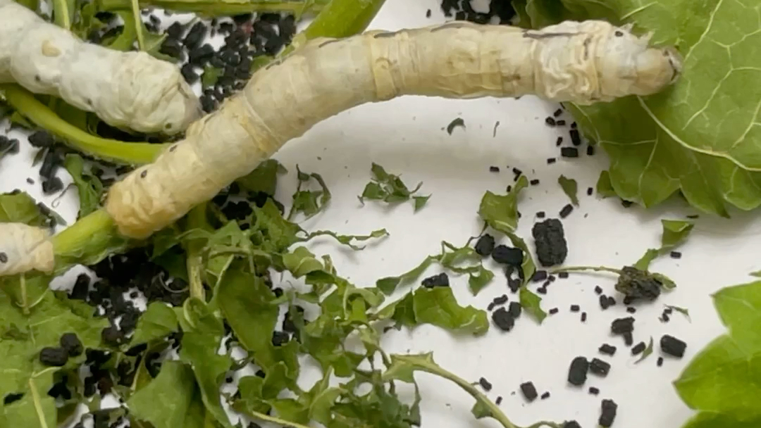 用德彪西的《月光》给桑蚕蜕皮配一段,是摩斯拉摩姐无误了