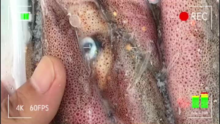 #喜欢吃海鲜的朋友记得关注我哦 活冻小管。