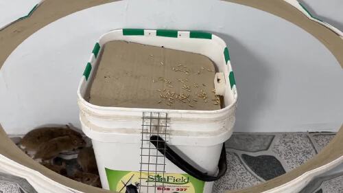 利用家里的废弃塑料桶制作成的简易捕鼠器,老鼠能抓贼多!