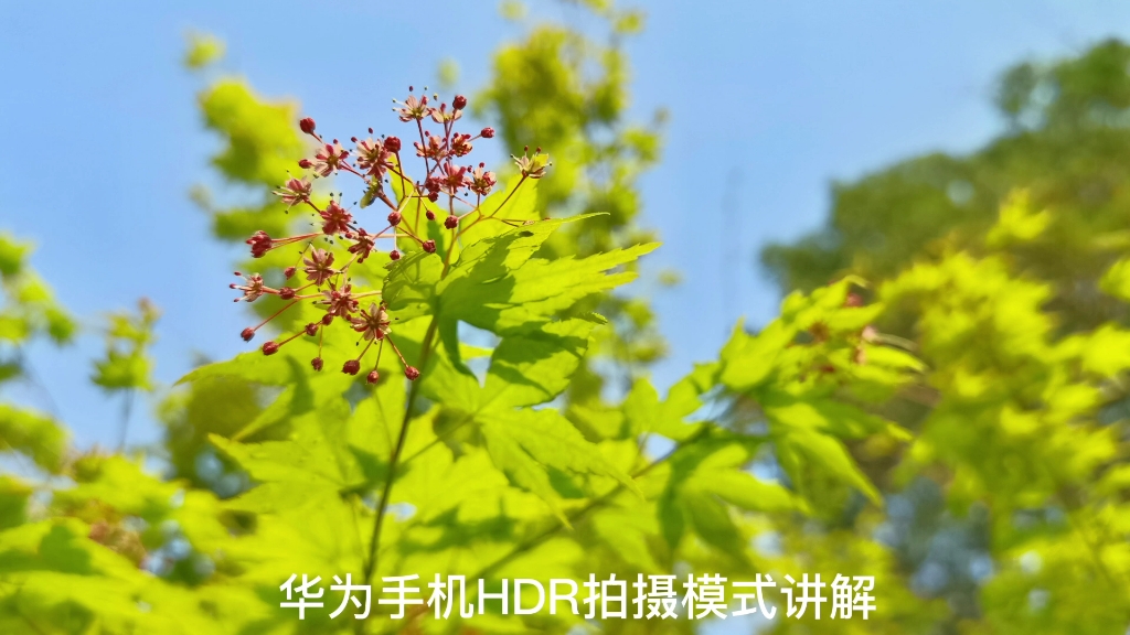 华为手机HDR拍摄模式讲解