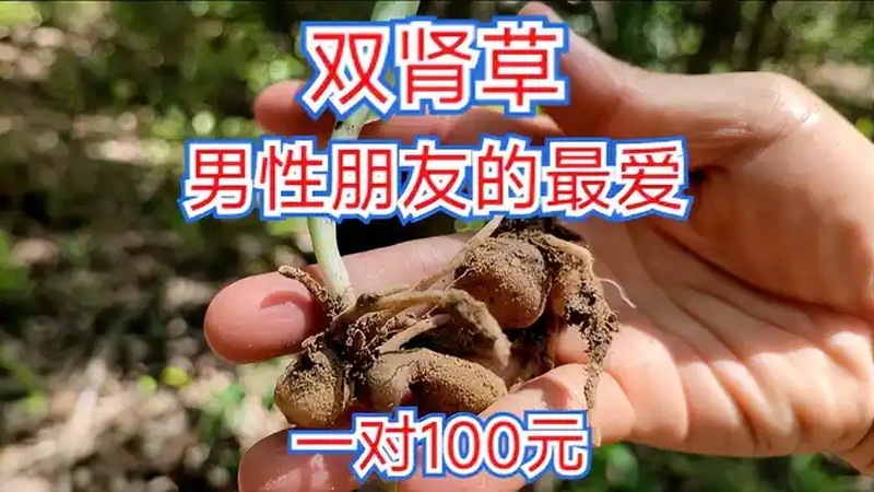 农村山里的双肾草,经济和药用价值特别高,是男性朋友的最爱