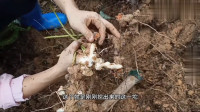 金刚藤好处这么多,大家也可以挖点回家试试