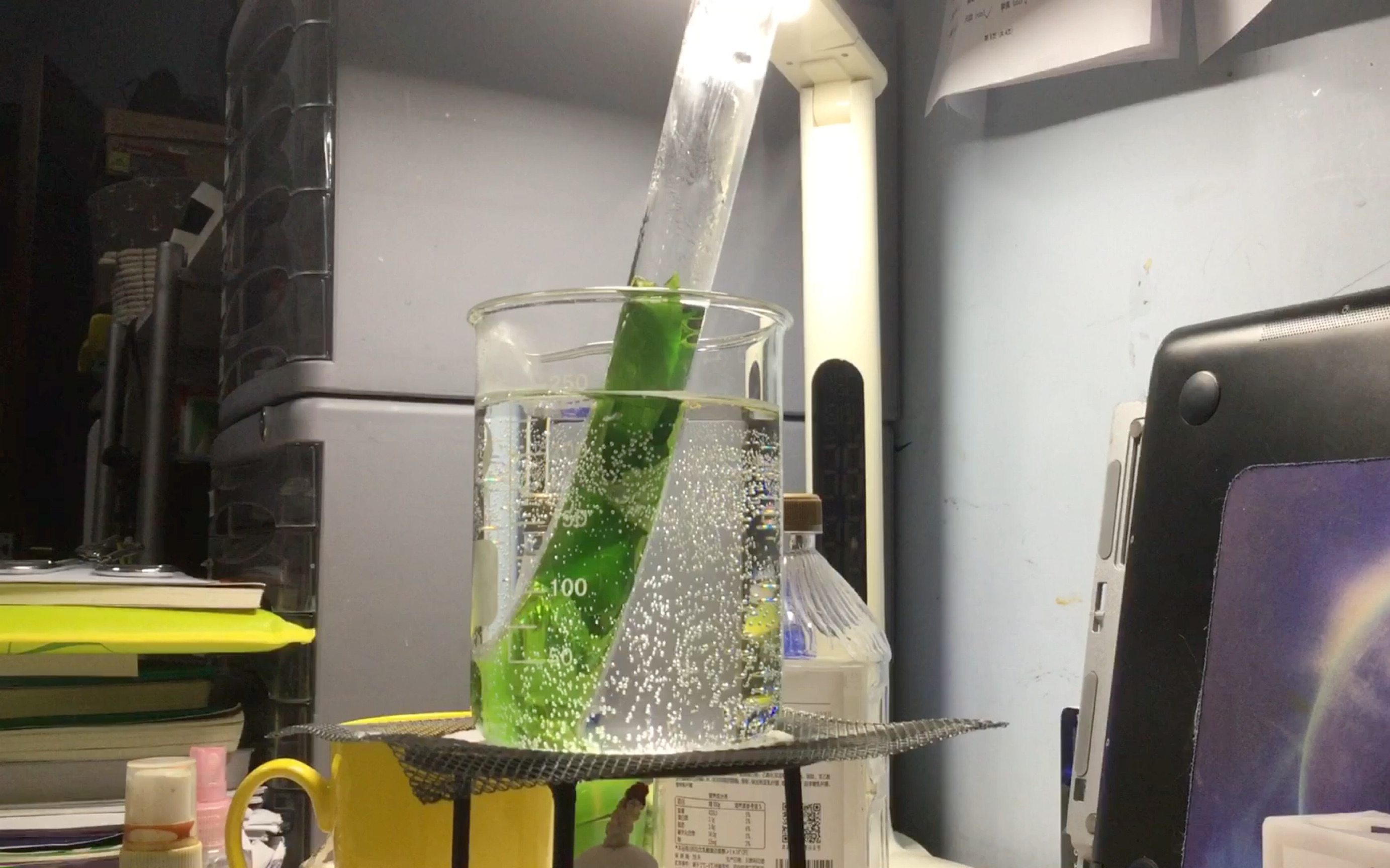 绿叶植物经过光合作用产生淀粉的实验(含显微镜下的叶绿素)