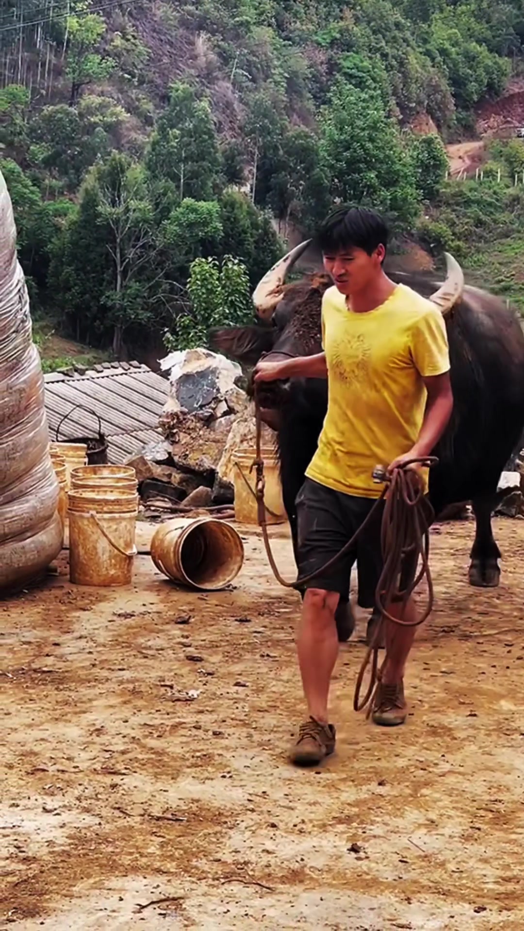 养牛郎#牛气冲天 #农村养牛人记录农村生活 #万物皆有灵性