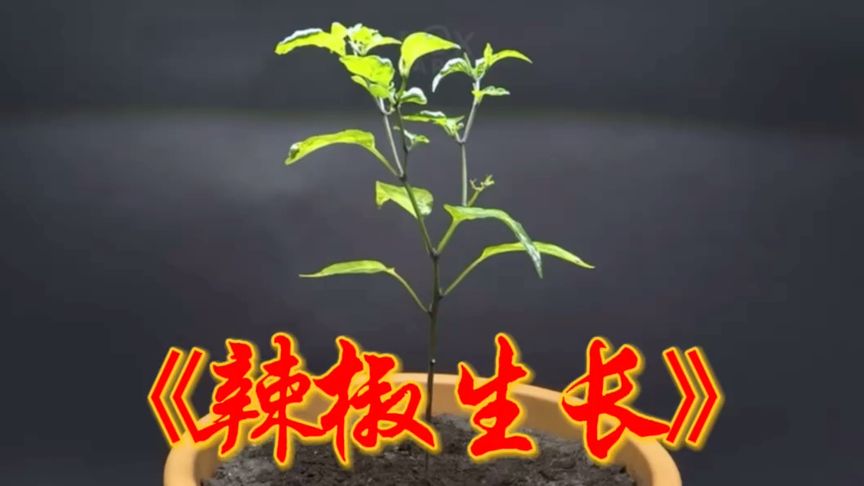 一分钟带你看完辣椒生长全过程