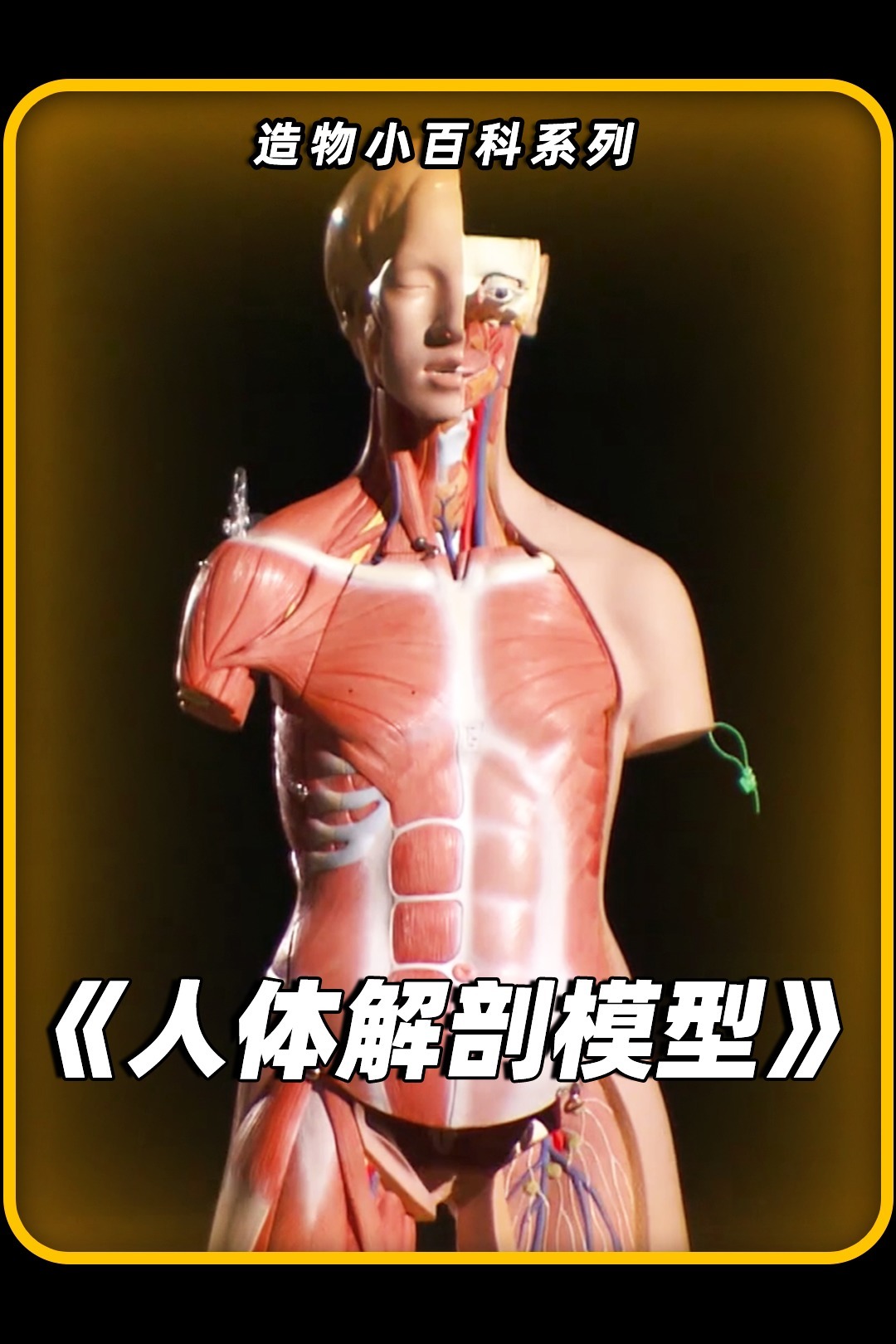 解剖模型是如何制造的?1分钟带你了解,人体解剖模型.