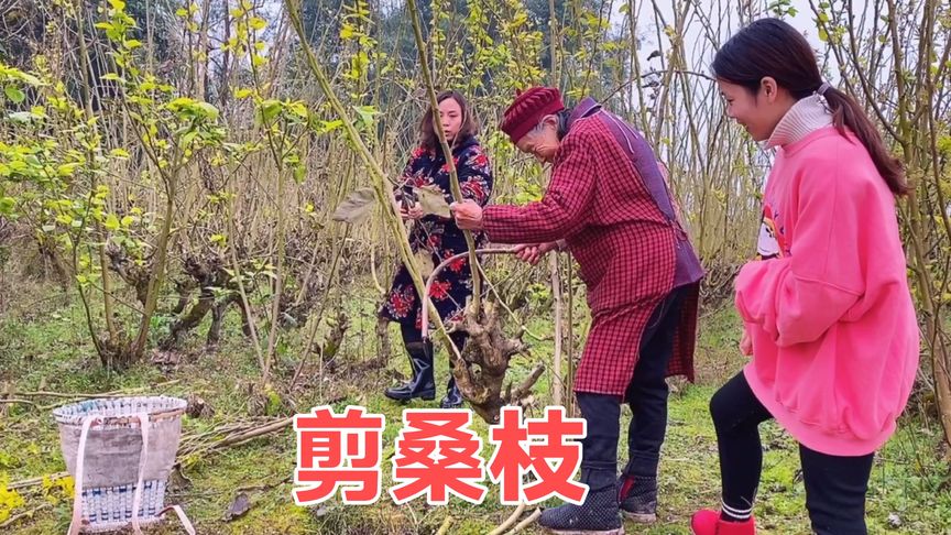 三代人一同外出剪桑枝,外孙女的操作让外婆看了哭笑不得