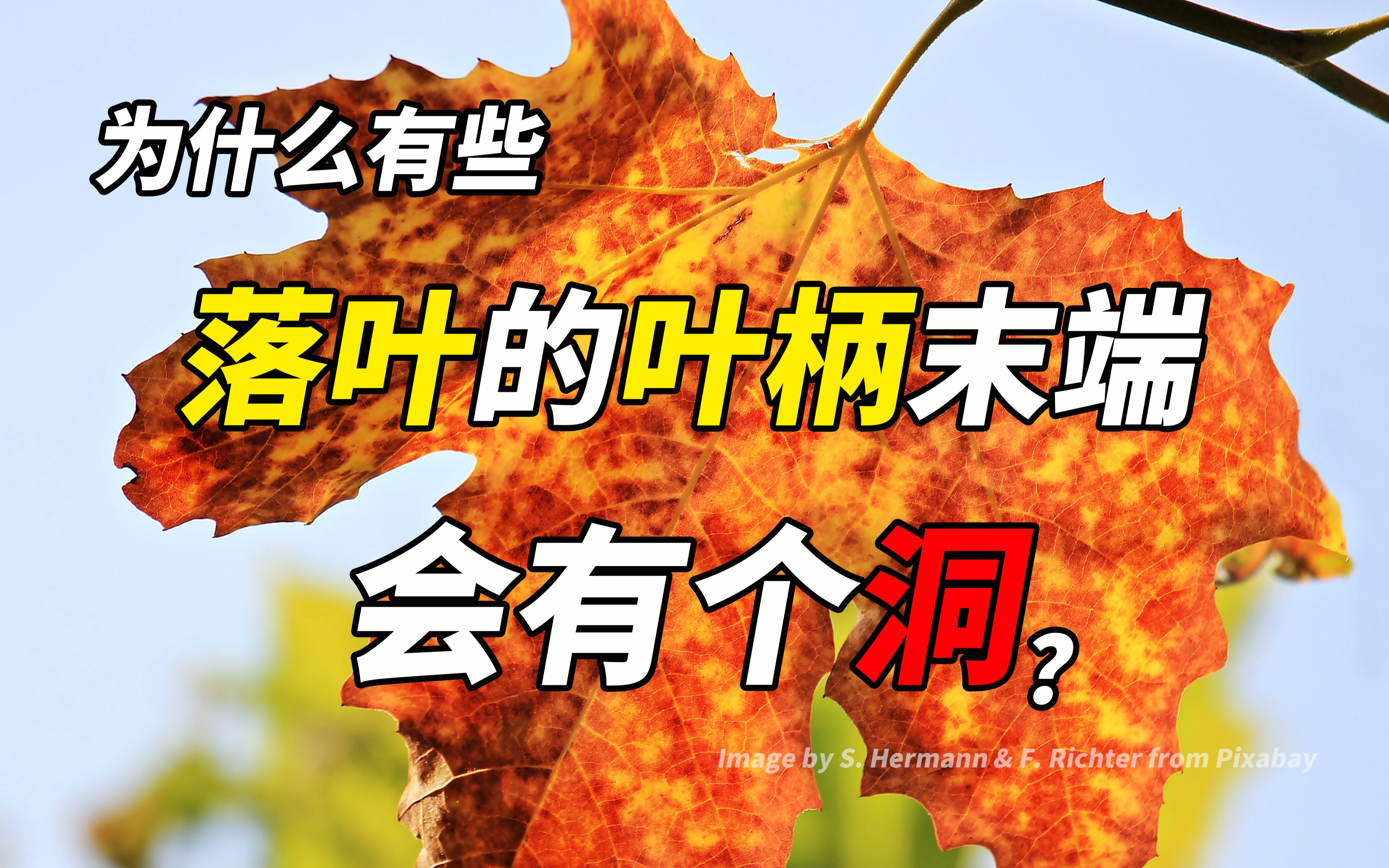 【冉浩】为什么有些落叶的叶柄末端会有个洞?