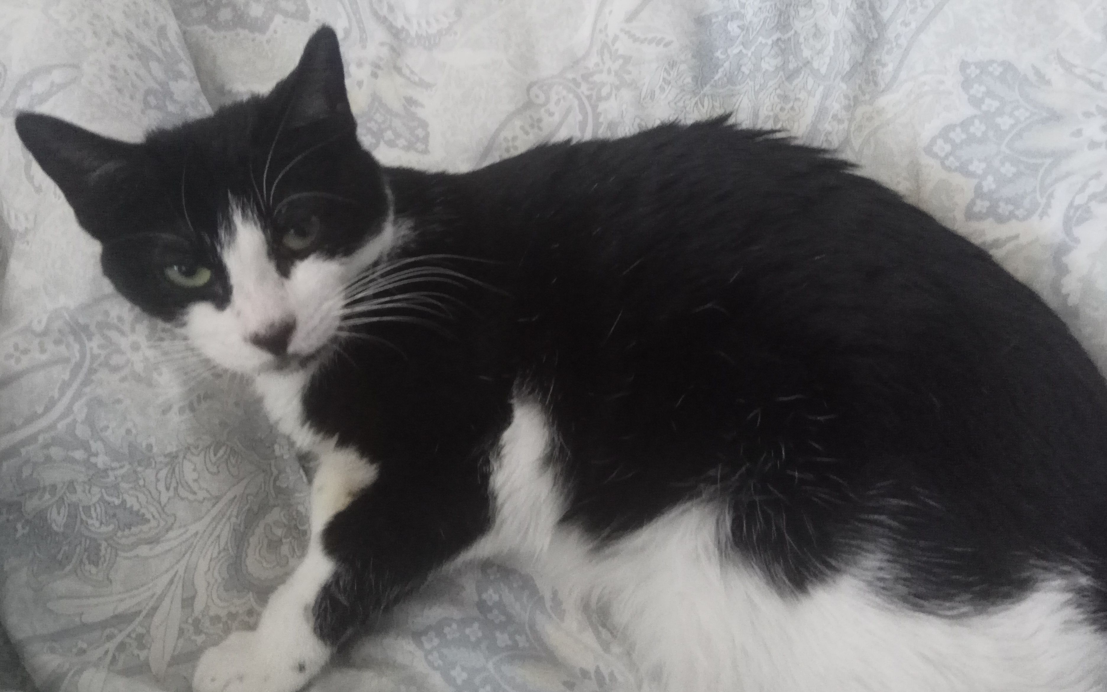 砰砰计划冒险模式之生存