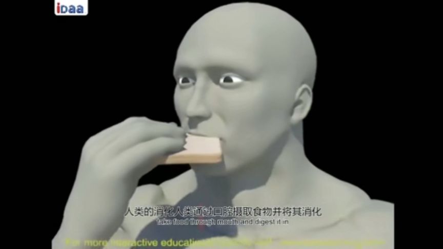 食物的消化全过程