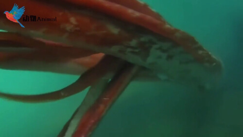 几种你从未见过的海洋神秘生物,生存在深海里,这下藏不住被曝光