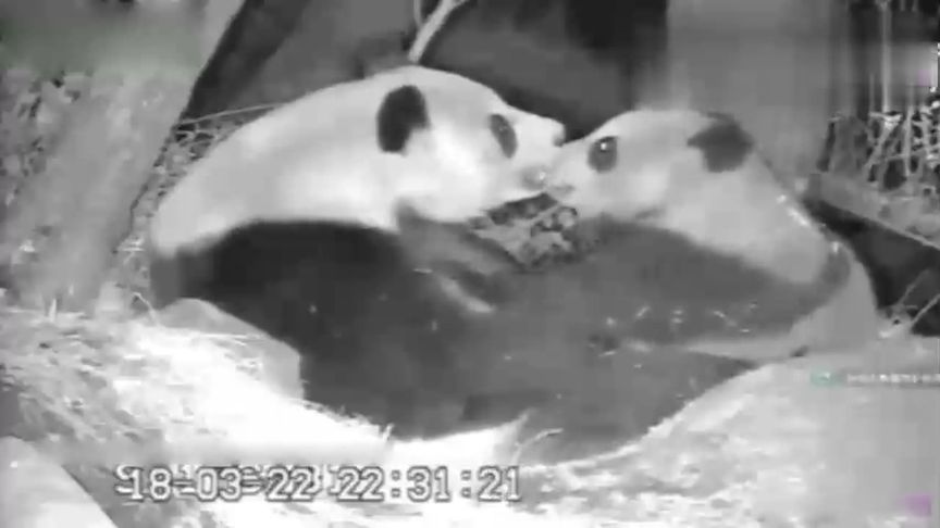 大熊猫:核桃坪直播,娜娜带仔,母子互动