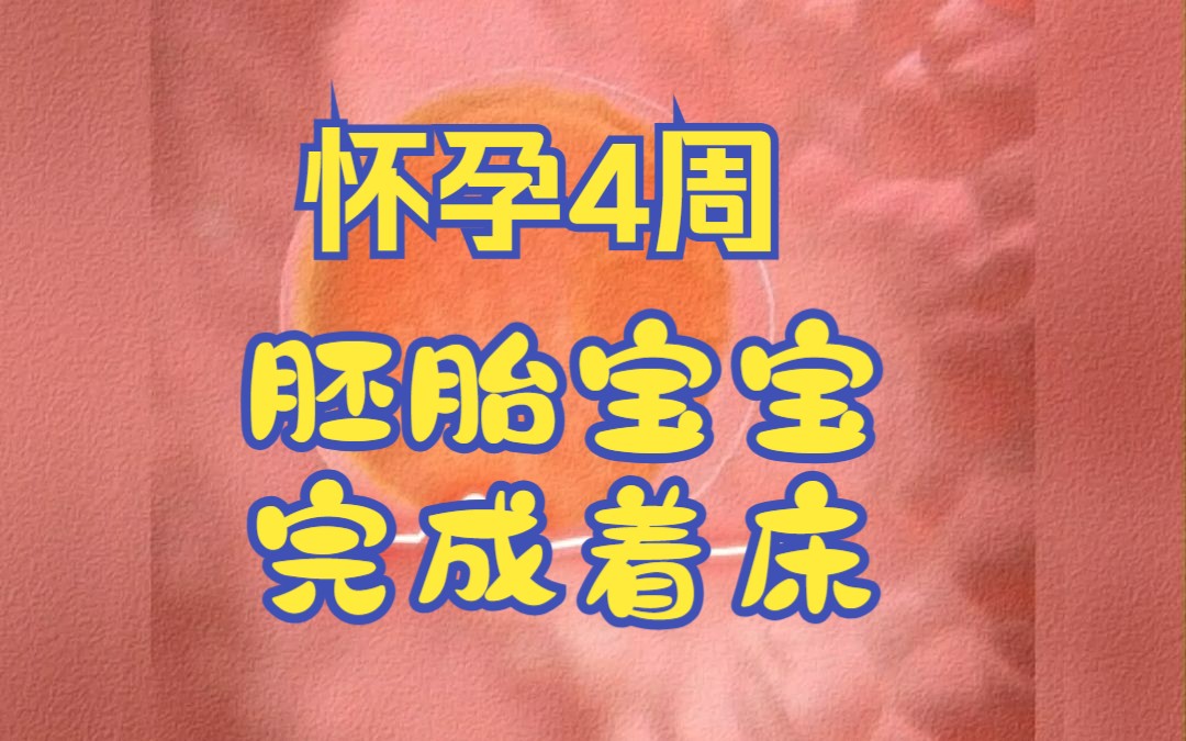 孕4周,胚胎宝宝完成着床啦