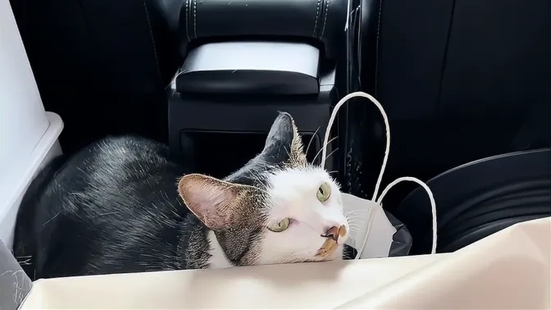 猫能带上高铁或者火车吗