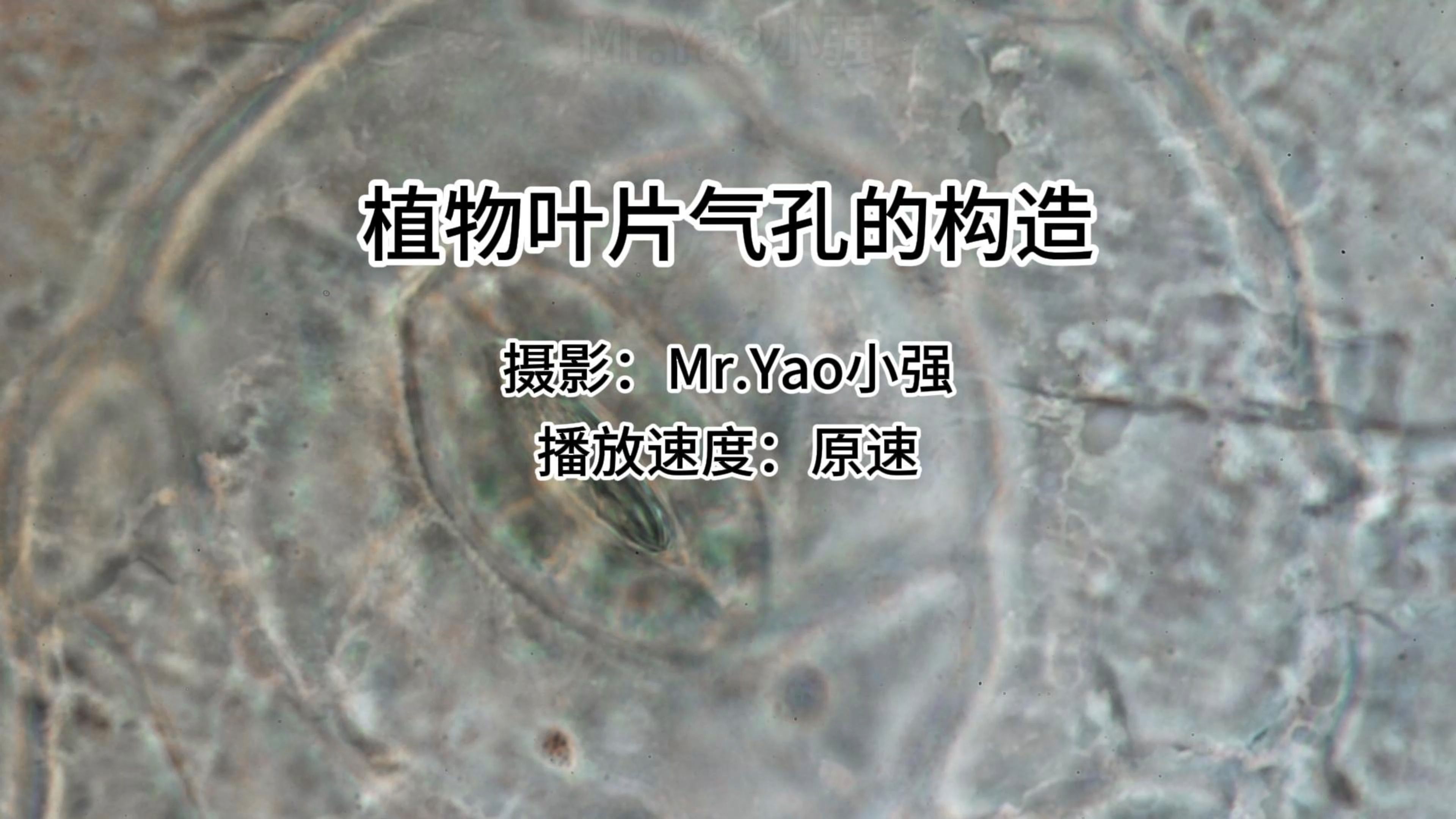 剖析植物气孔的构造,重点展示副卫细胞的功能和内部活动