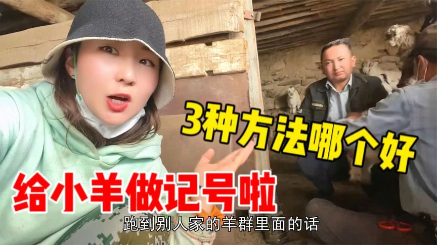 自家牲畜做啥记号能分辨?哈萨克丫头家用3种方法,牧民好有智慧