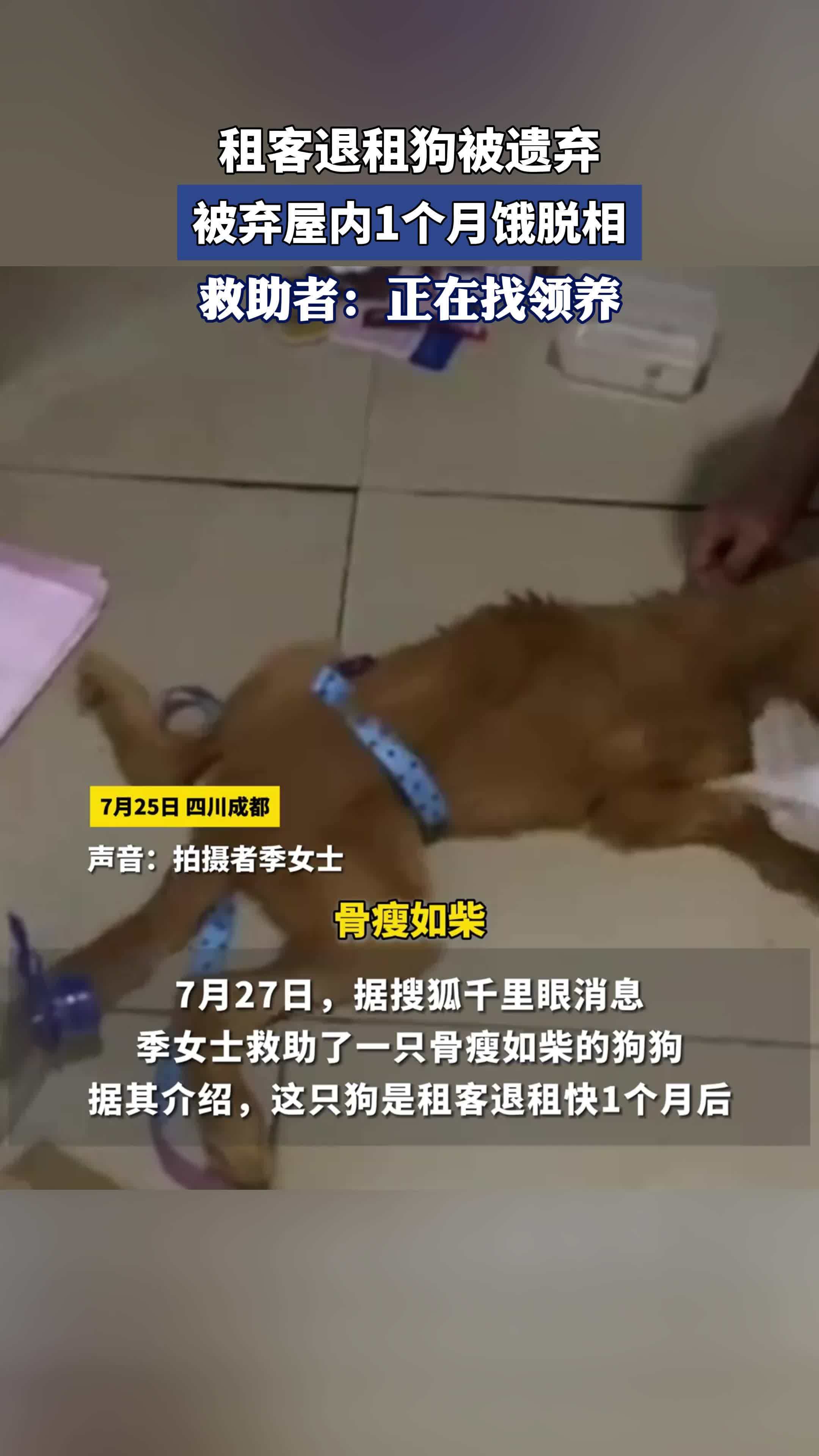 租客退租狗被遗弃,被弃屋内1个月饿脱相