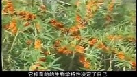 沙棘的功效与作用_标清
