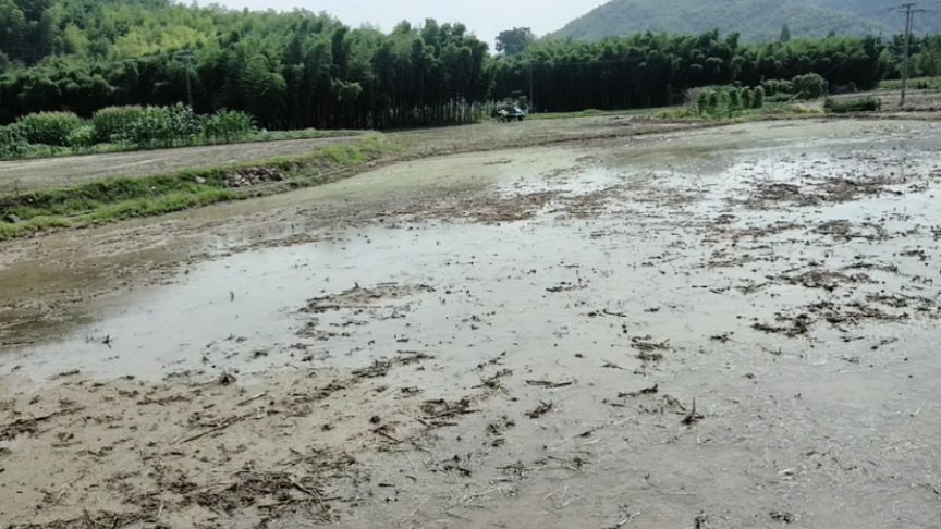 星期天带儿子看下稻谷是怎么种出来的,现代化高科技农民省力多了