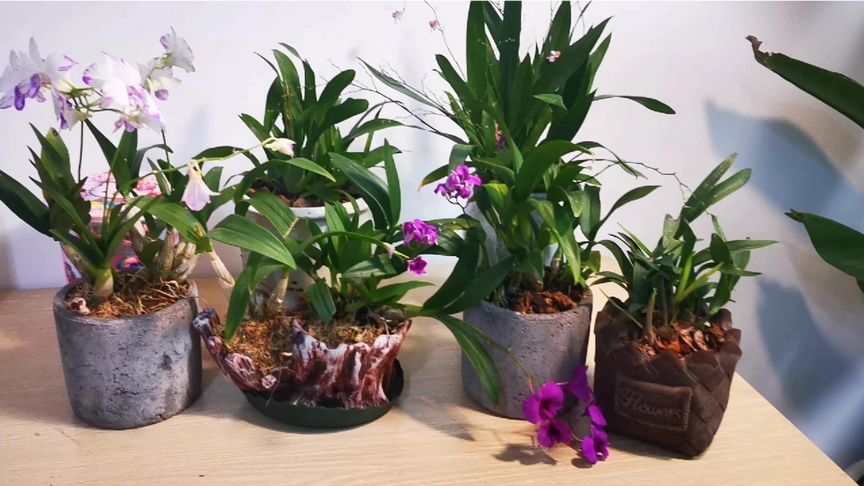 实拍六盆兰花,三招种好花期超三个月,泼墨石斛文心兰猛爆新芽。