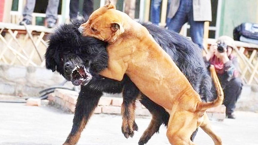 藏獒秒杀比特?世界上最猛藏獒PK非洲鬣狗,能撑3分钟不死算我输