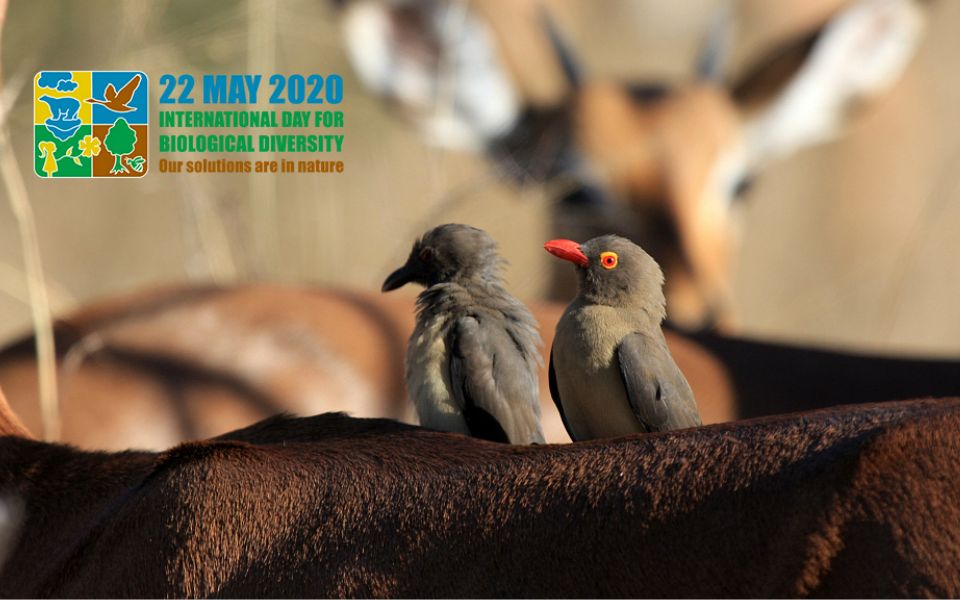 国际生物多样性日:以自然之道,养万物之生